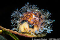 Light Shaping Device Article