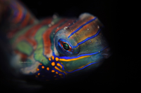 Light Shaping Device Article